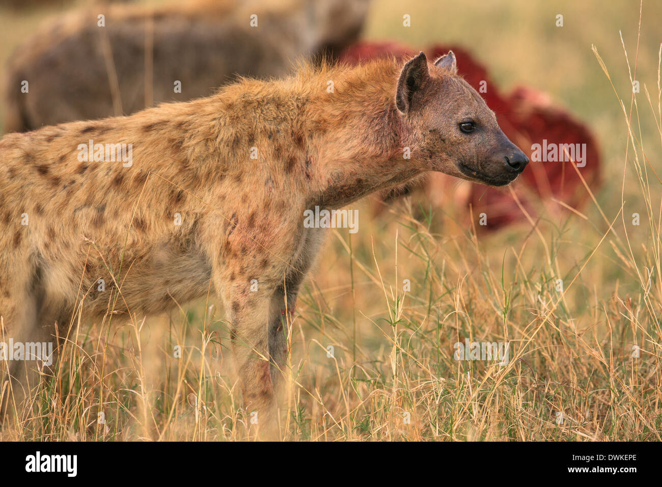 Spotted hyena (Crocuta crocuta Stock Photo - Alamy