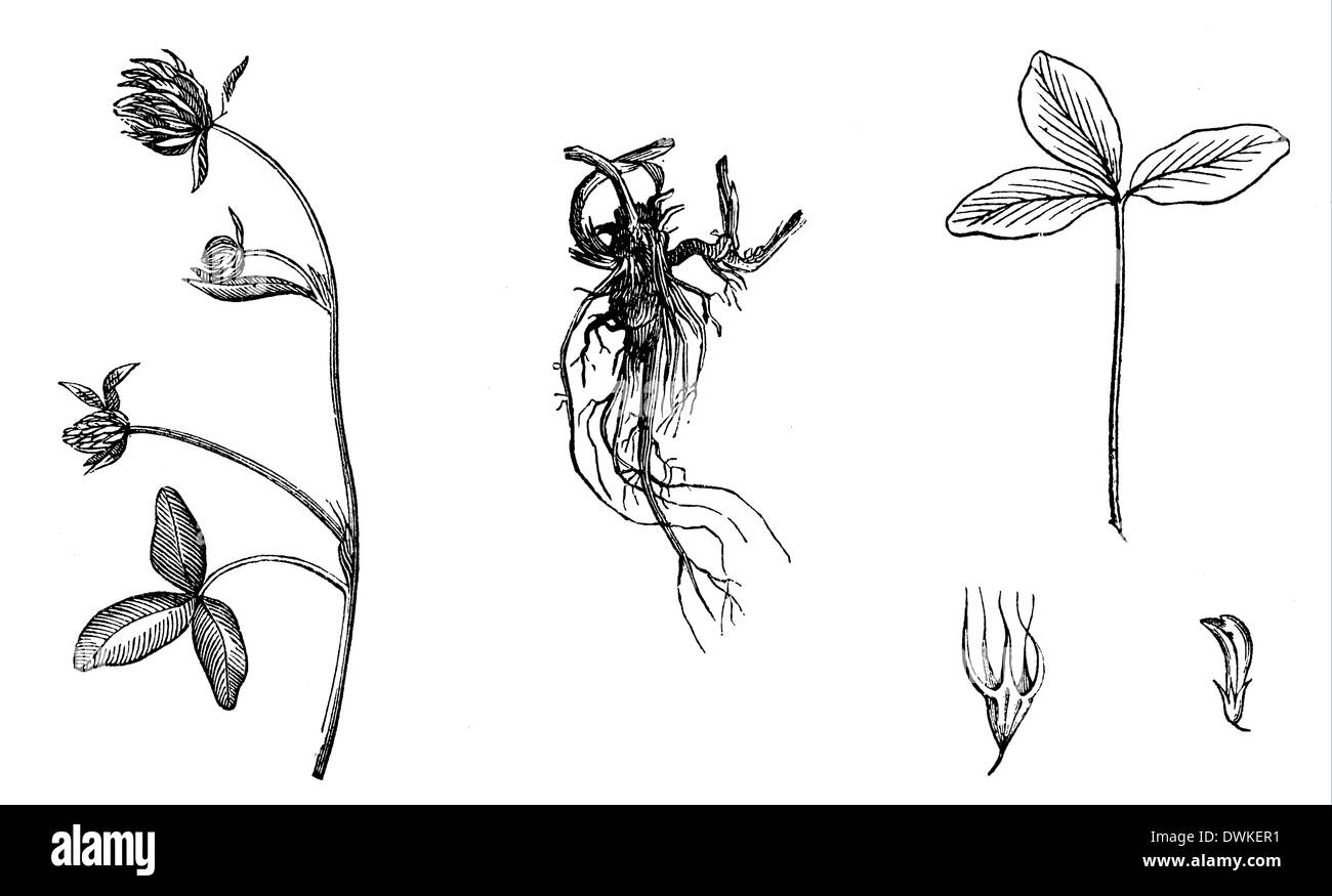 Trifolium pratense Black and White Stock Photos & Images - Alamy