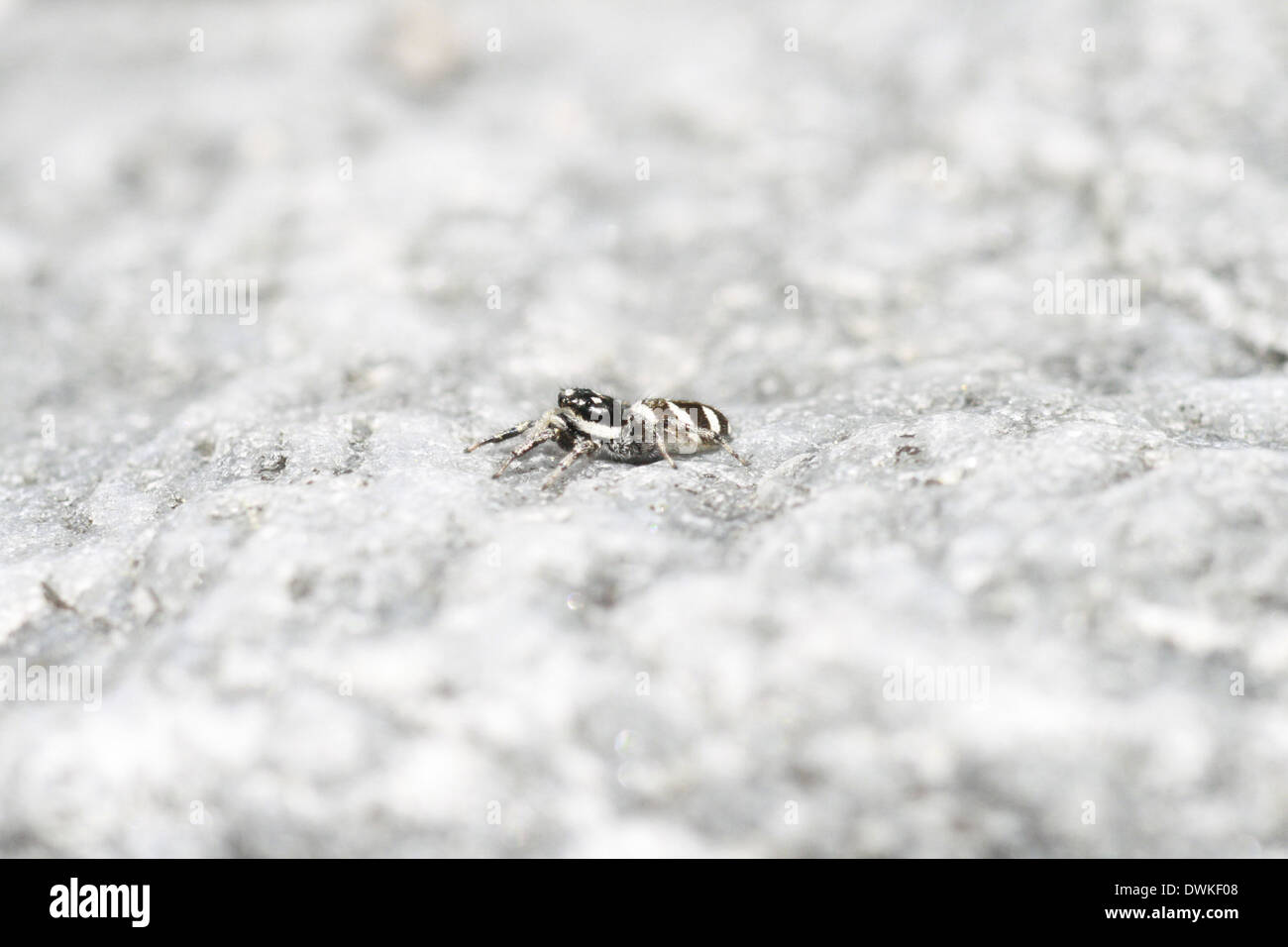 zebra spider on a rock Stock Photo - Alamy