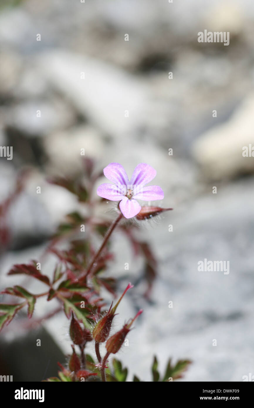 Red gerani hi-res stock photography and images - Alamy