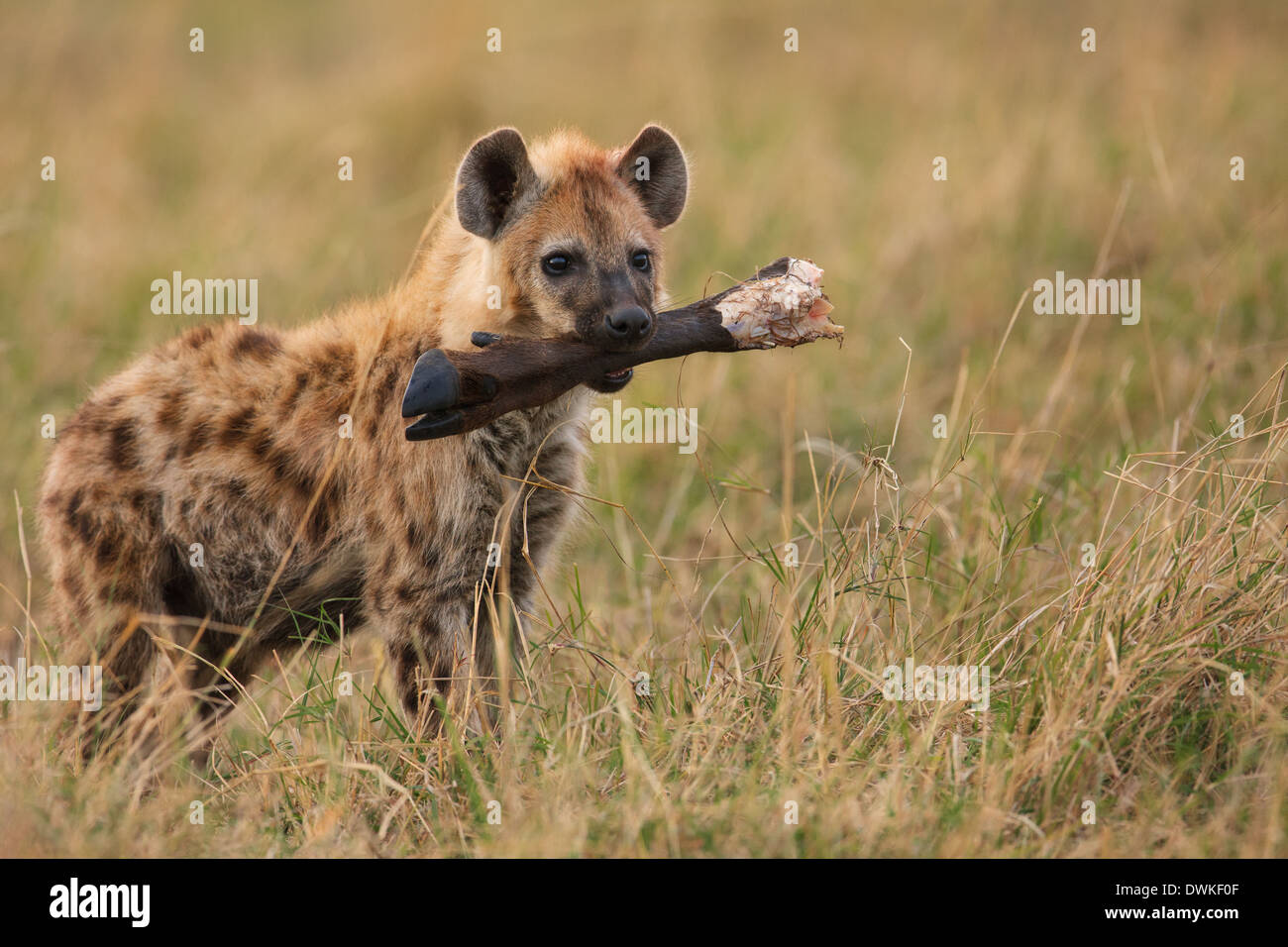 Spotted hyena (Crocuta crocuta) with a bone Stock Photo - Alamy