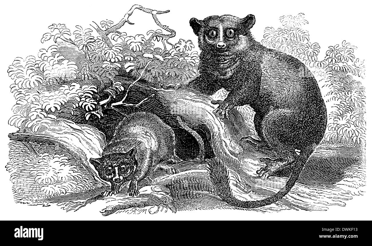 Kleiner Galago, Buschbaby und Gemeiner Galago Stock Photo - Alamy