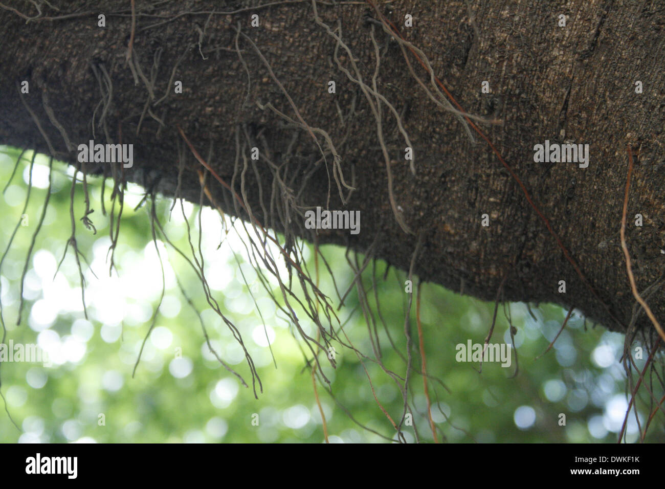 Aerial root tree Stock Photo - Alamy