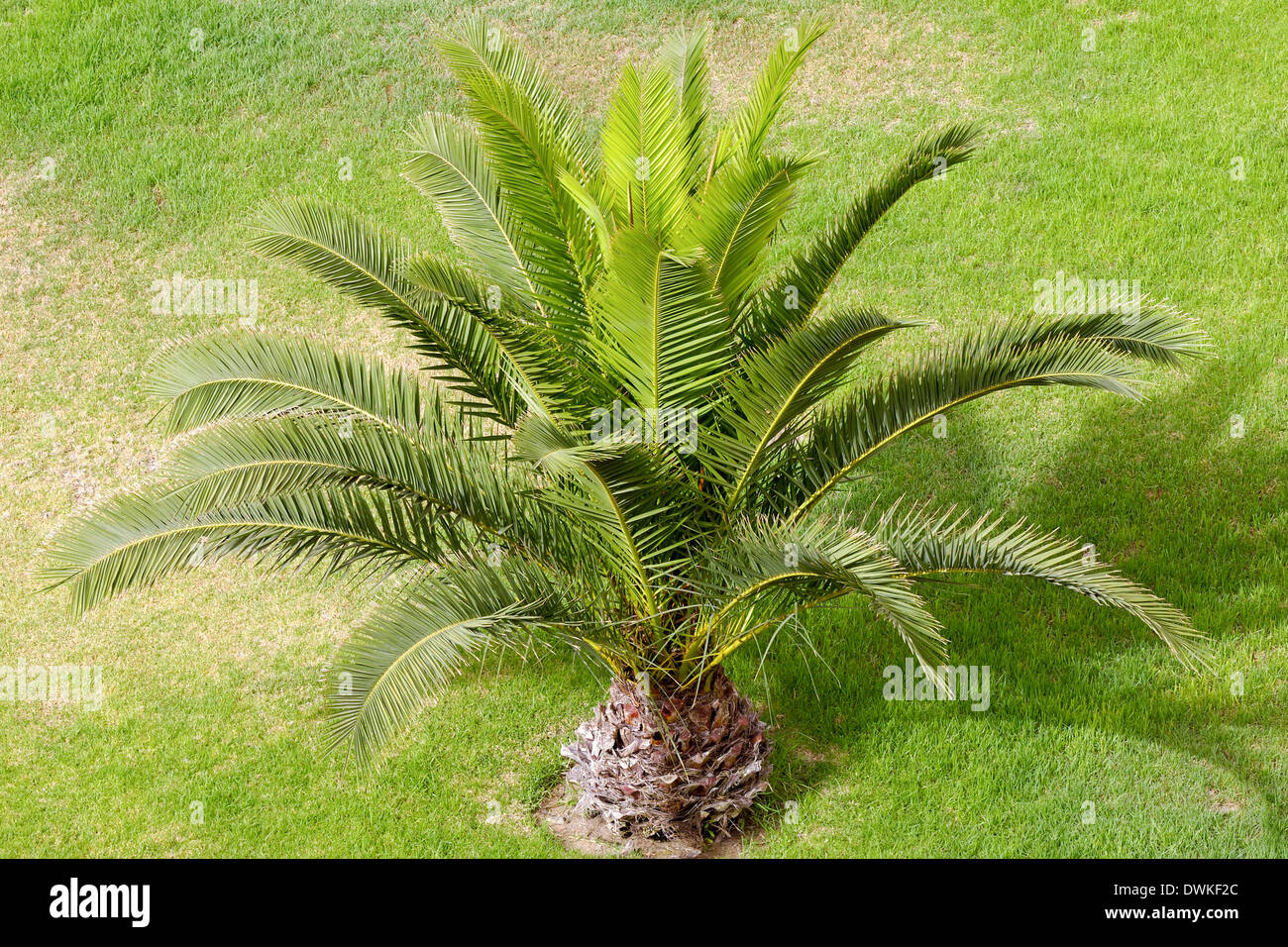 Patterns on palm hi-res stock photography and images - Alamy