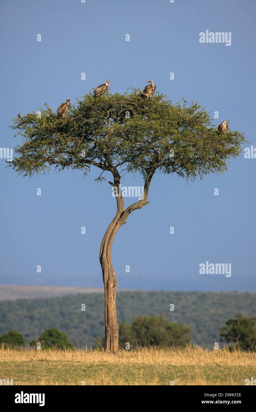 African tree hi-res stock photography and images - Alamy