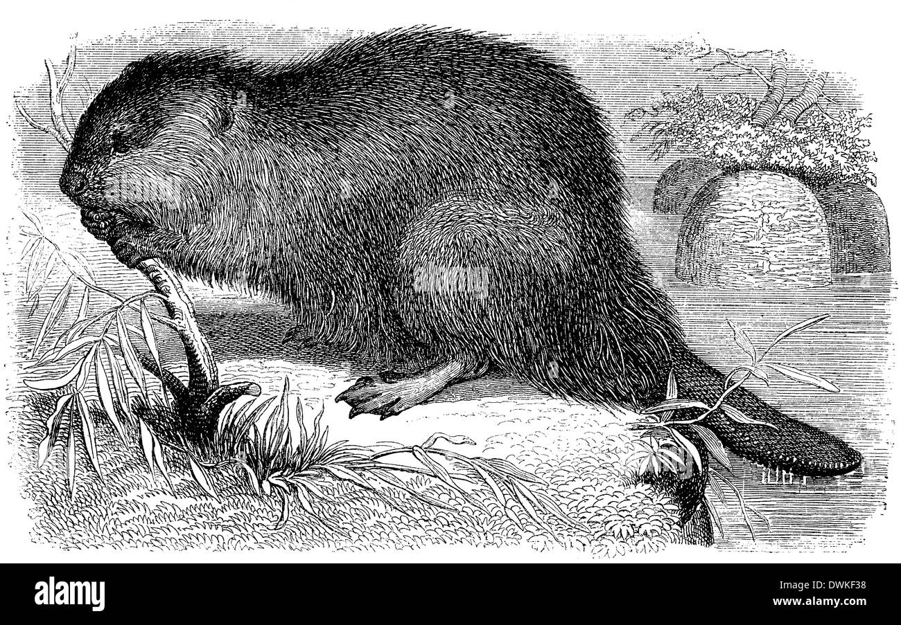 Beaver drawing hi-res stock photography and images - Alamy