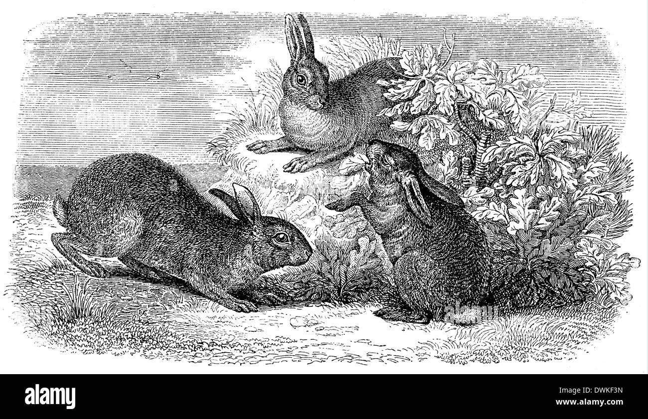 Old rabbit Black and White Stock Photos & Images - Alamy