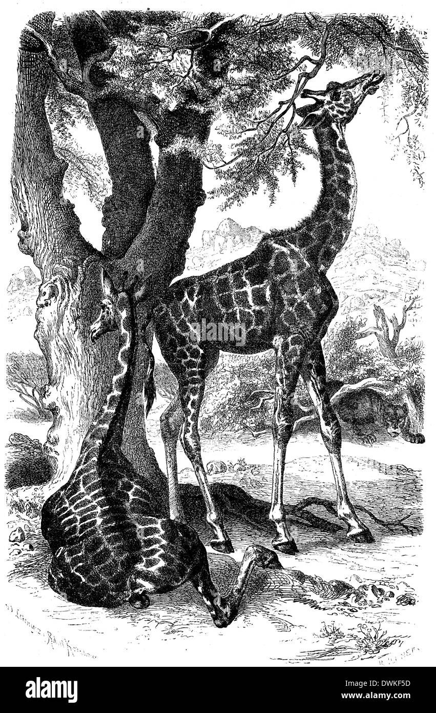 Giraffe engraving hi-res stock photography and images - Alamy