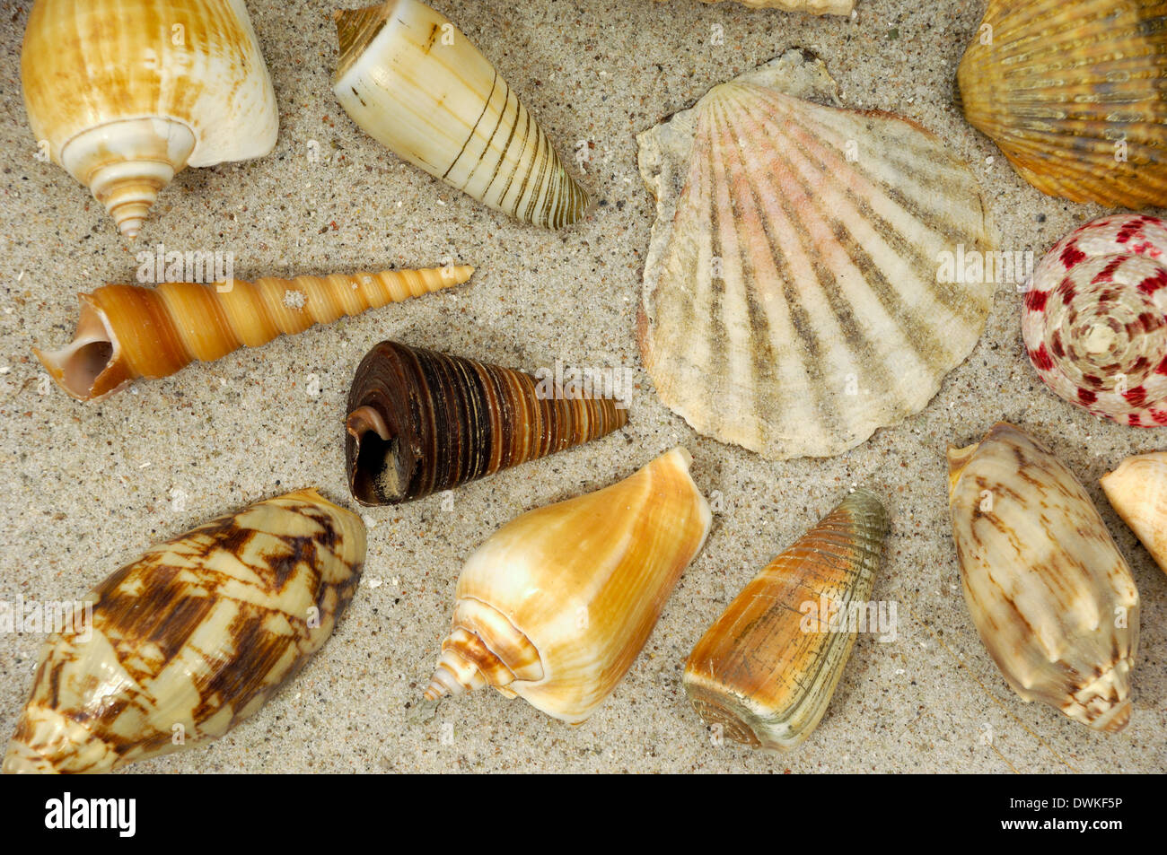 Collection with many different shells in the sand Stock Photo - Alamy