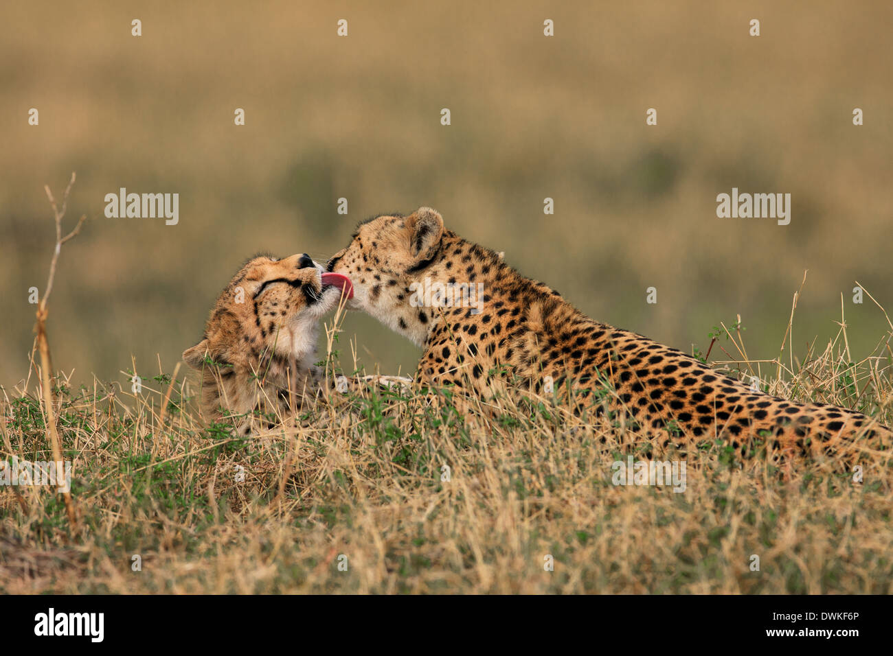 Cheetah love hi-res stock photography and images - Alamy