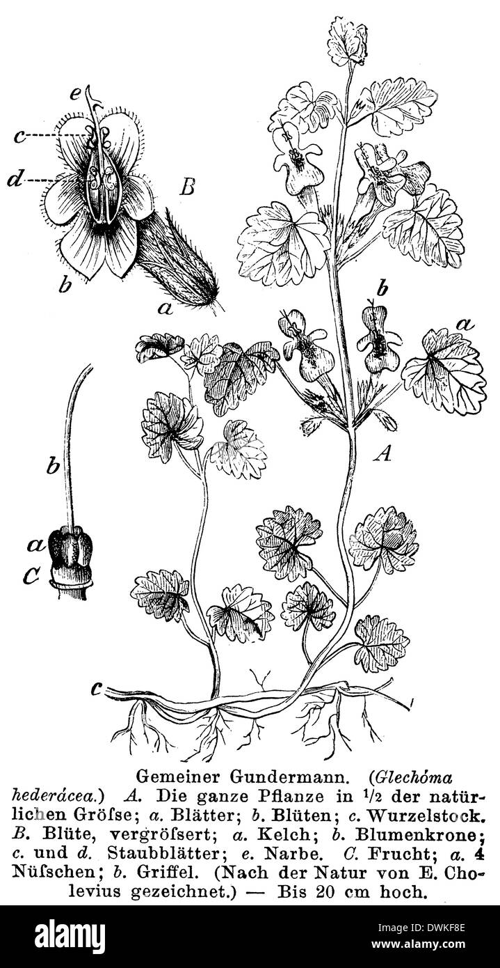 Lamiaceae (mint) drawing Black and White Stock Photos & Images - Alamy