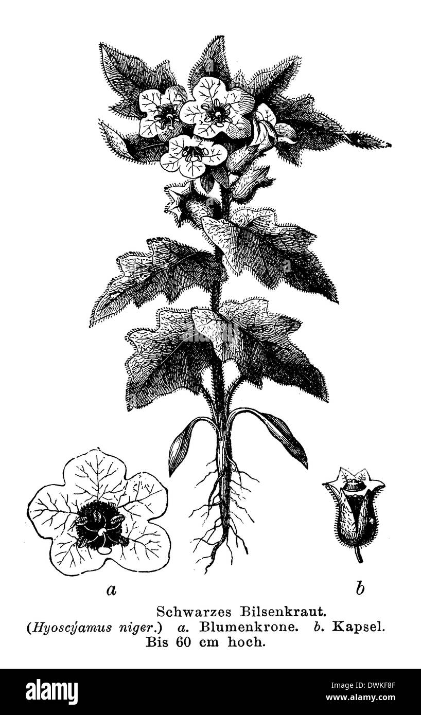 Drawing of henbane hi-res stock photography and images - Alamy