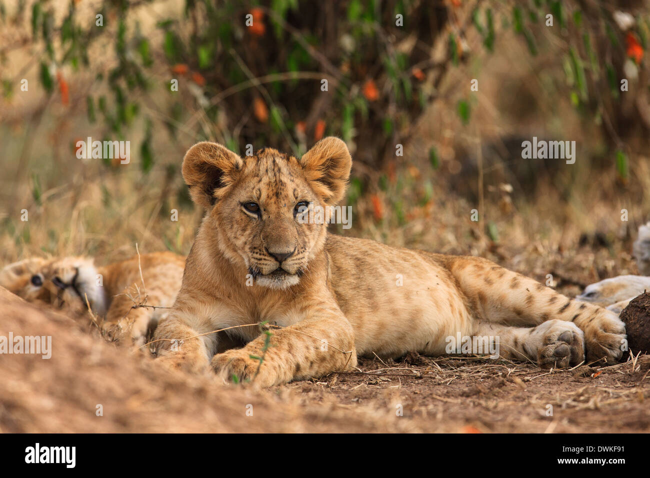 Resting lion cub in tree shadow hi-res stock photography and images - Alamy