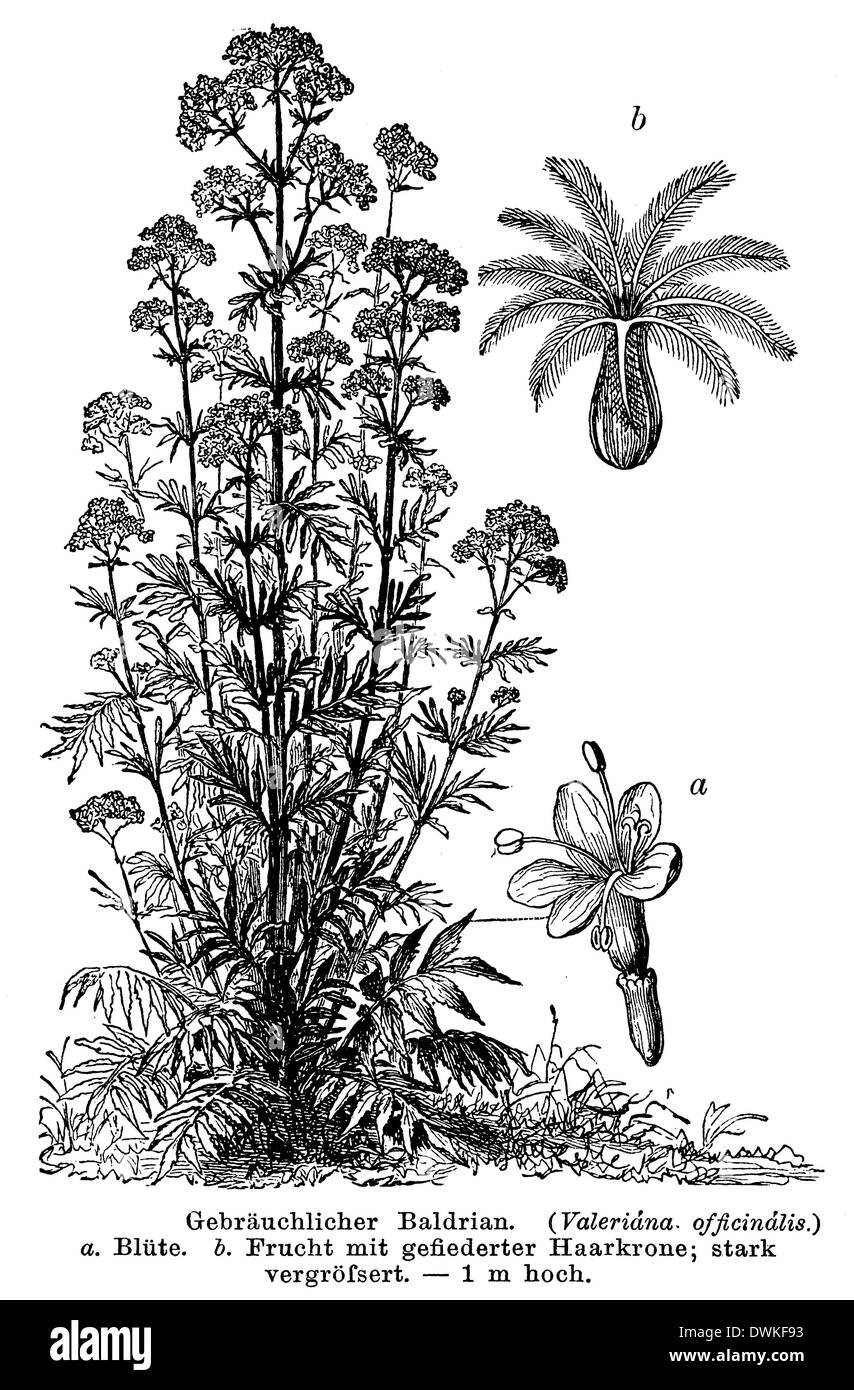 Illustration plant valerian valeriana officinalis hi-res stock ...