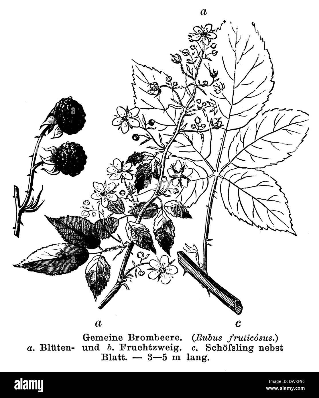 Botanical blackberry illustration hi-res stock photography and images ...