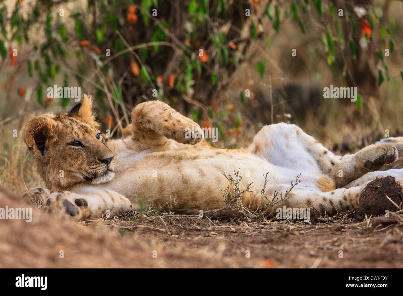 Resting lion cub Stock Photo - Alamy