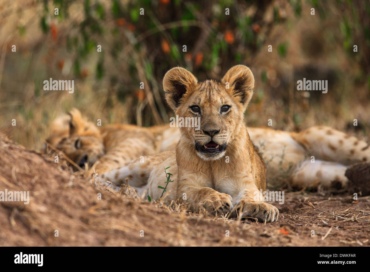 Resting lion cub Stock Photo - Alamy