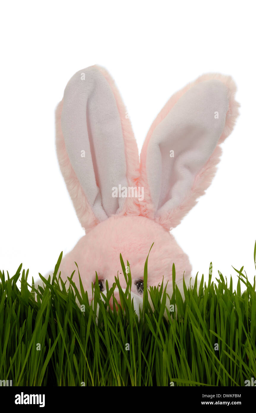 Easter bunny is playing hide and seek in green grass. With a clean ...
