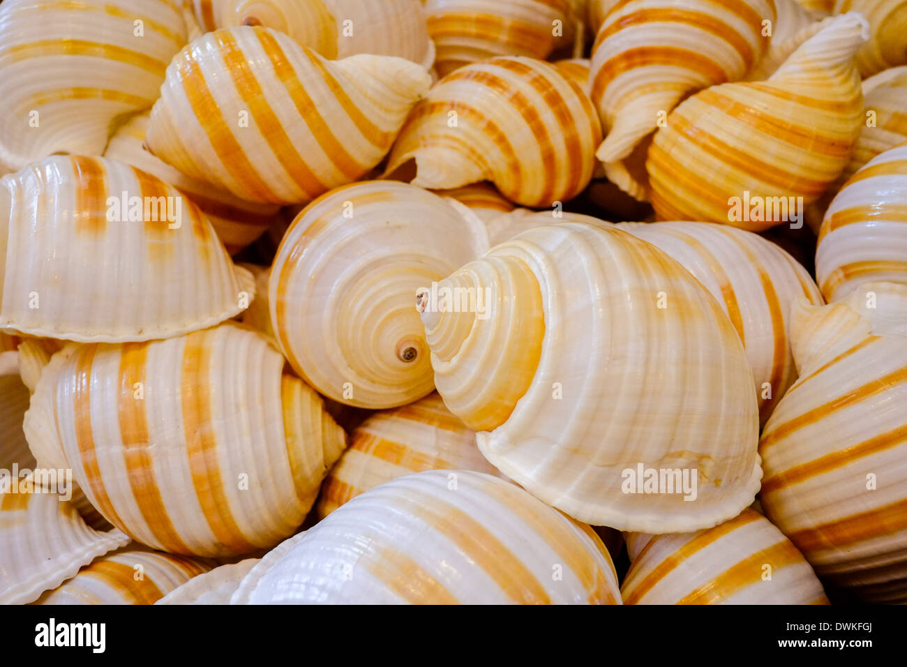 empty sea shells or sea snails from the same color and shape on a pile ...