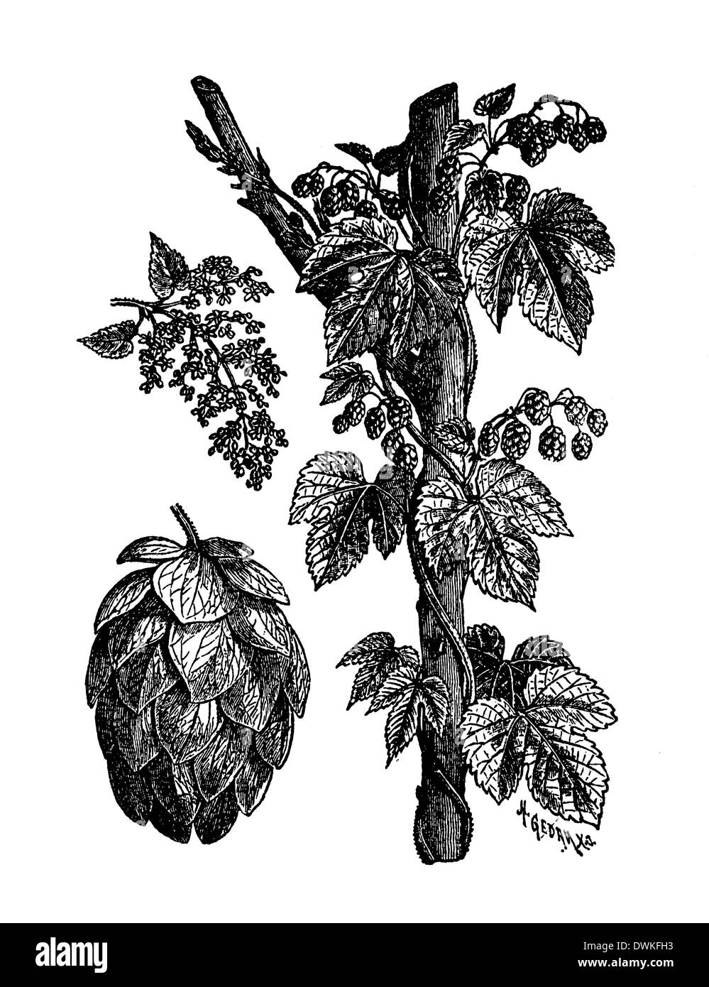 Hops engraving hi-res stock photography and images - Alamy