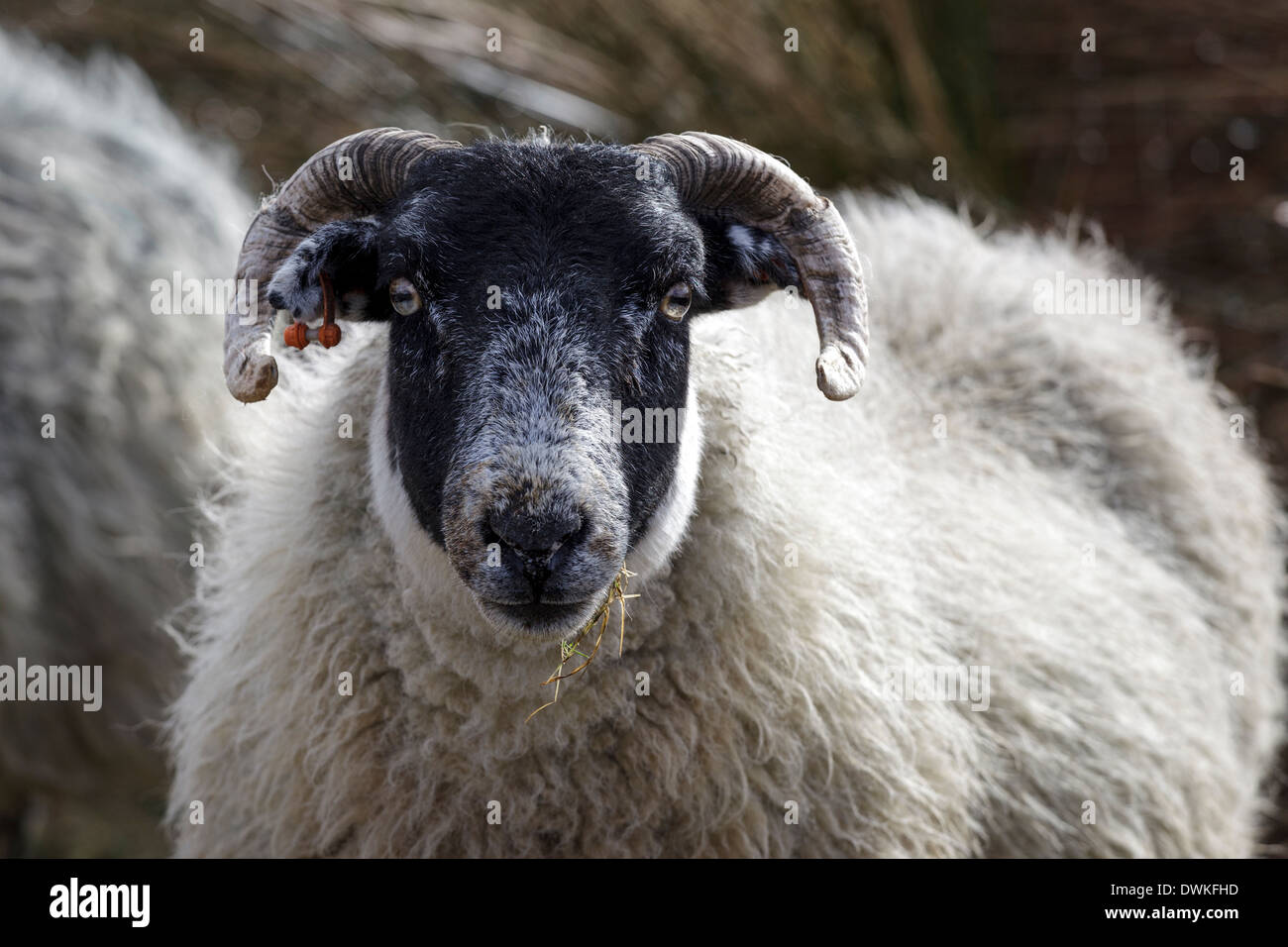 Sheep farming scotland farm hi-res stock photography and images - Alamy