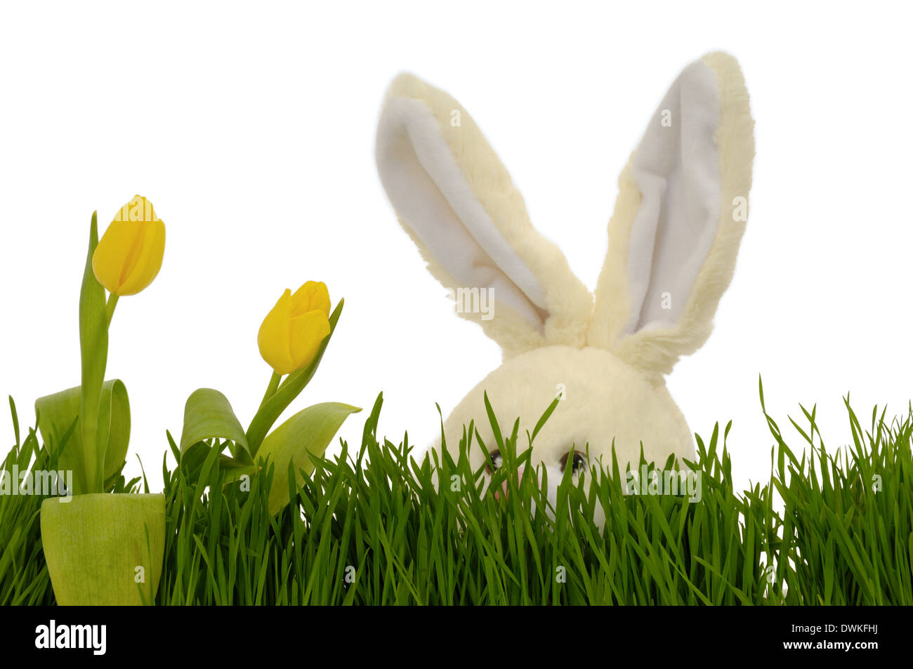 Hide and seek rabbit hi-res stock photography and images - Alamy
