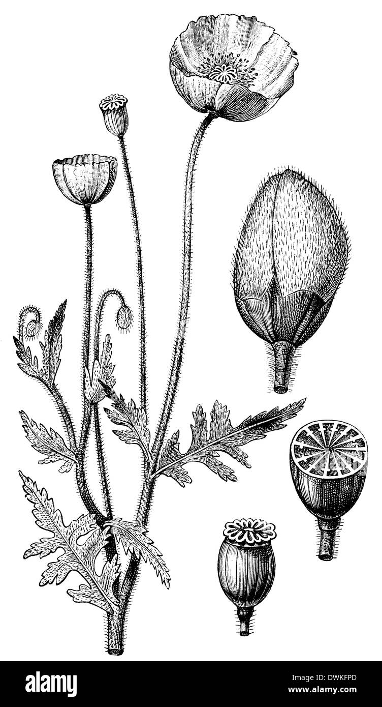 Old botanical illustration poppy hi-res stock photography and images ...