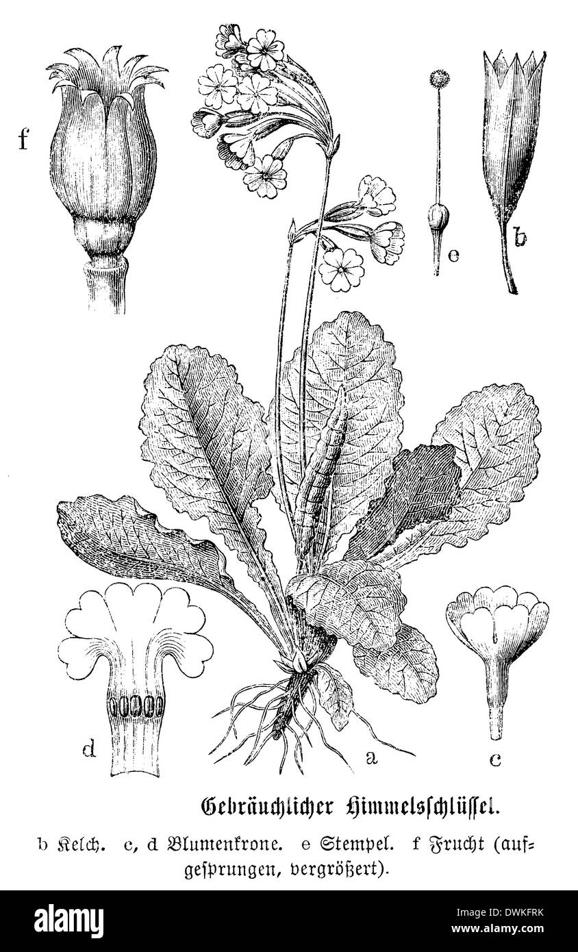 Primrose botanical illustration hi-res stock photography and images - Alamy