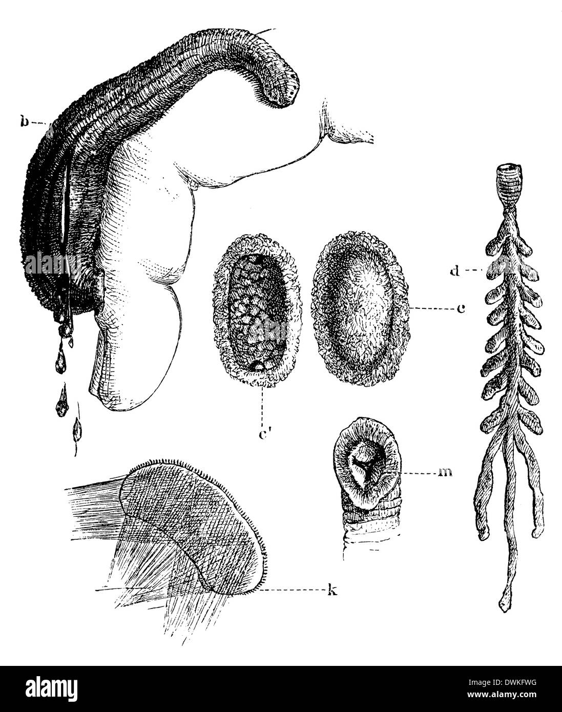 Medical graphics hi-res stock photography and images - Alamy