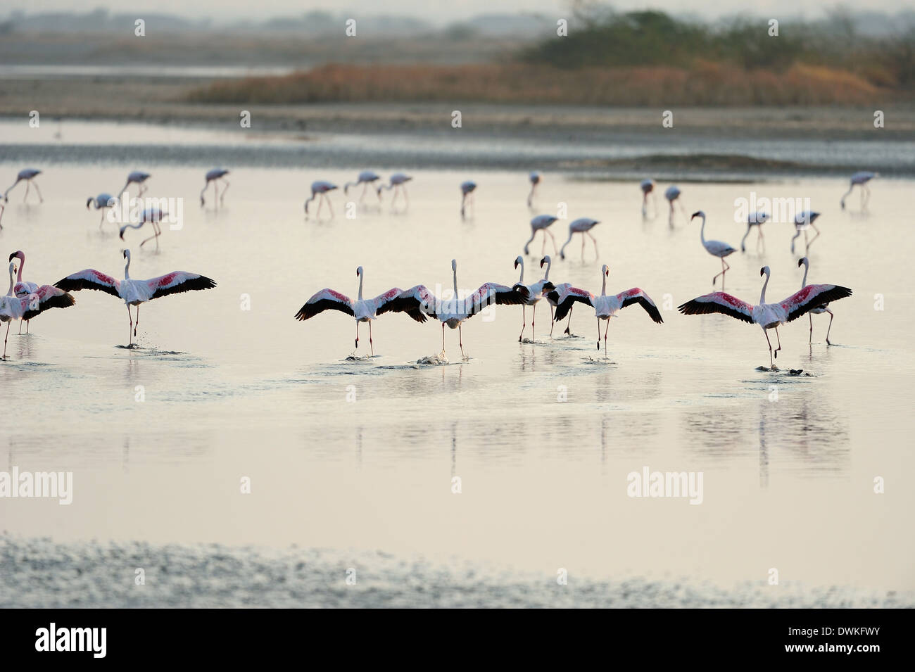 Lesser Flamingos, Little Rann of Kutch, Gujarat, India, Asia Stock ...