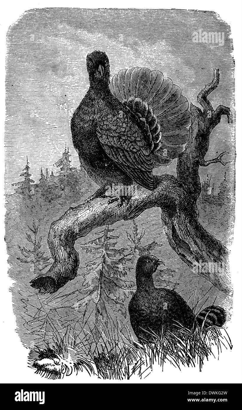 White grouse hi-res stock photography and images - Alamy