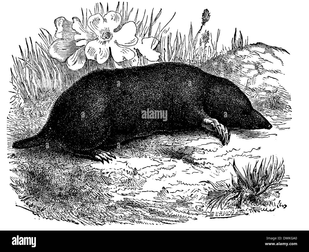 Mole animal illustration vintage hi-res stock photography and images ...