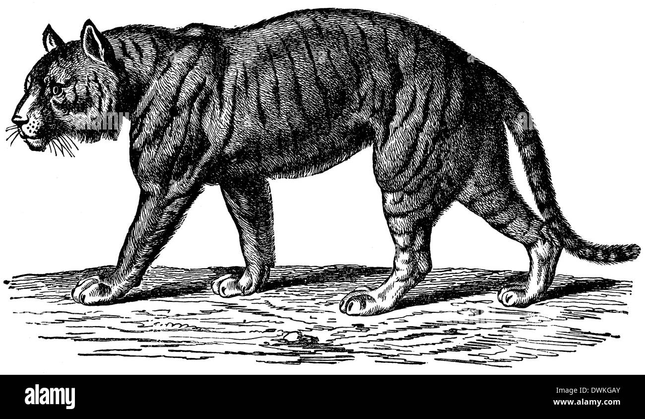 Tiger felis tigris hi-res stock photography and images - Alamy