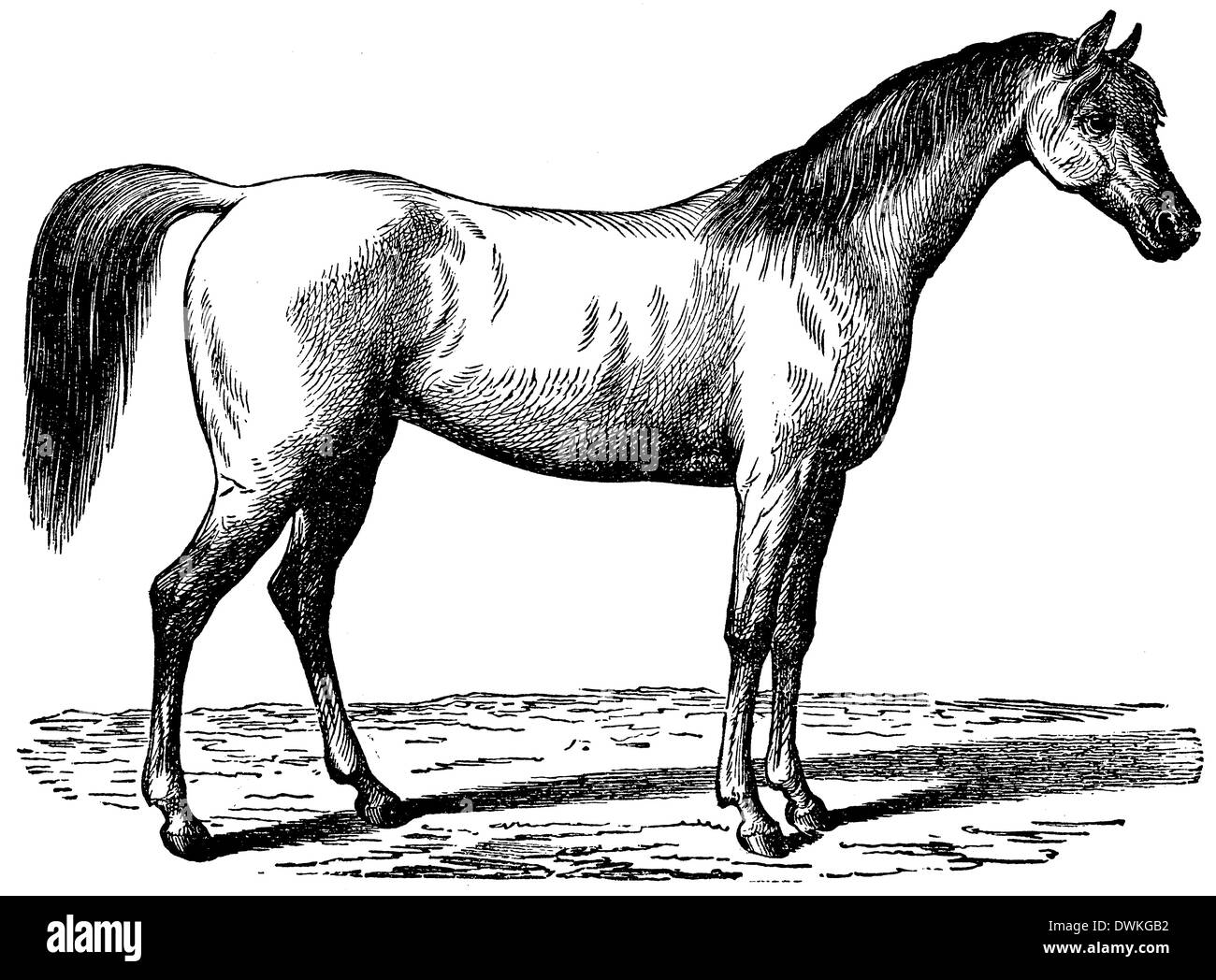 Equus horse Black and White Stock Photos & Images - Alamy