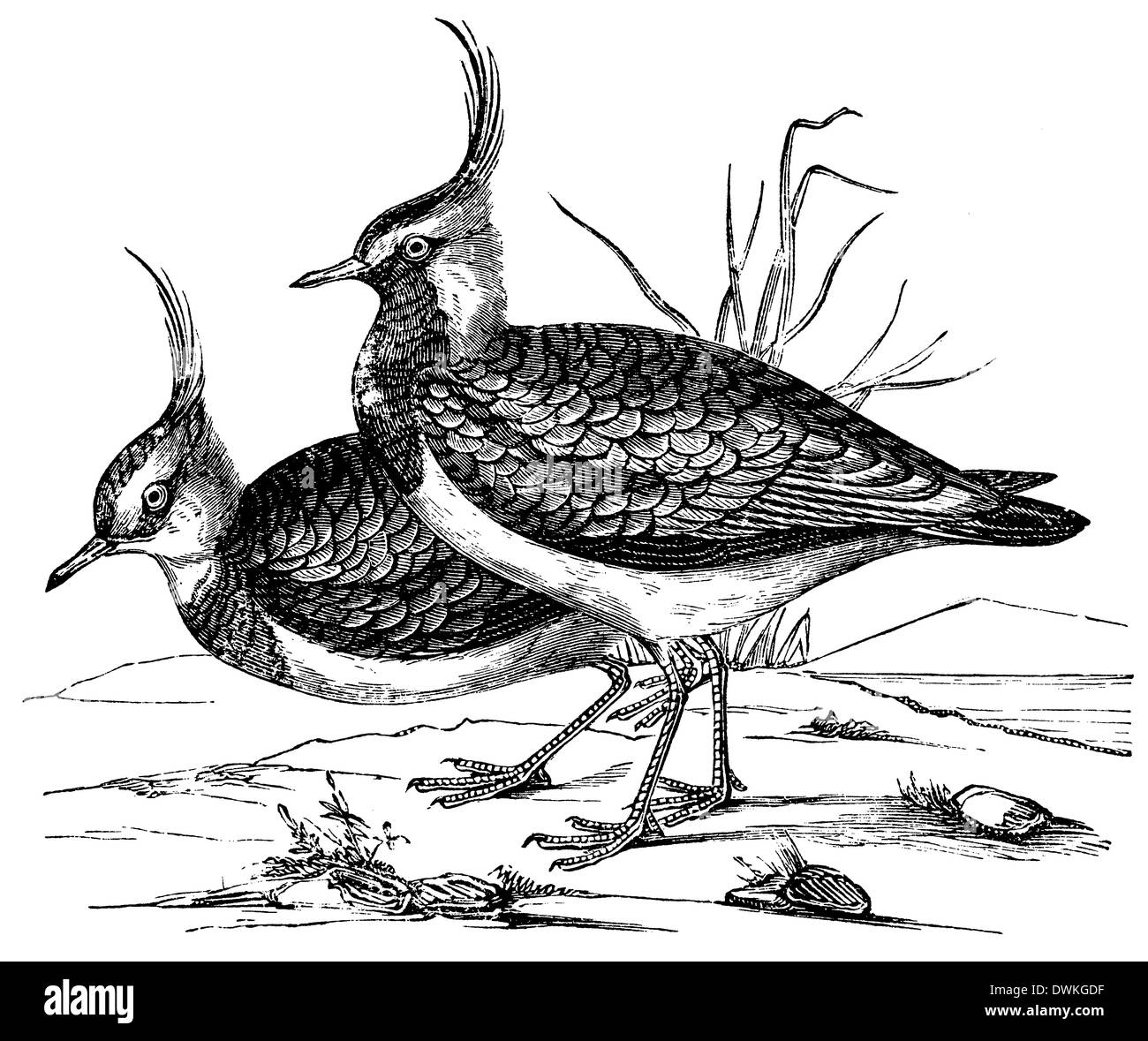 Lapwing illustration hi-res stock photography and images - Alamy