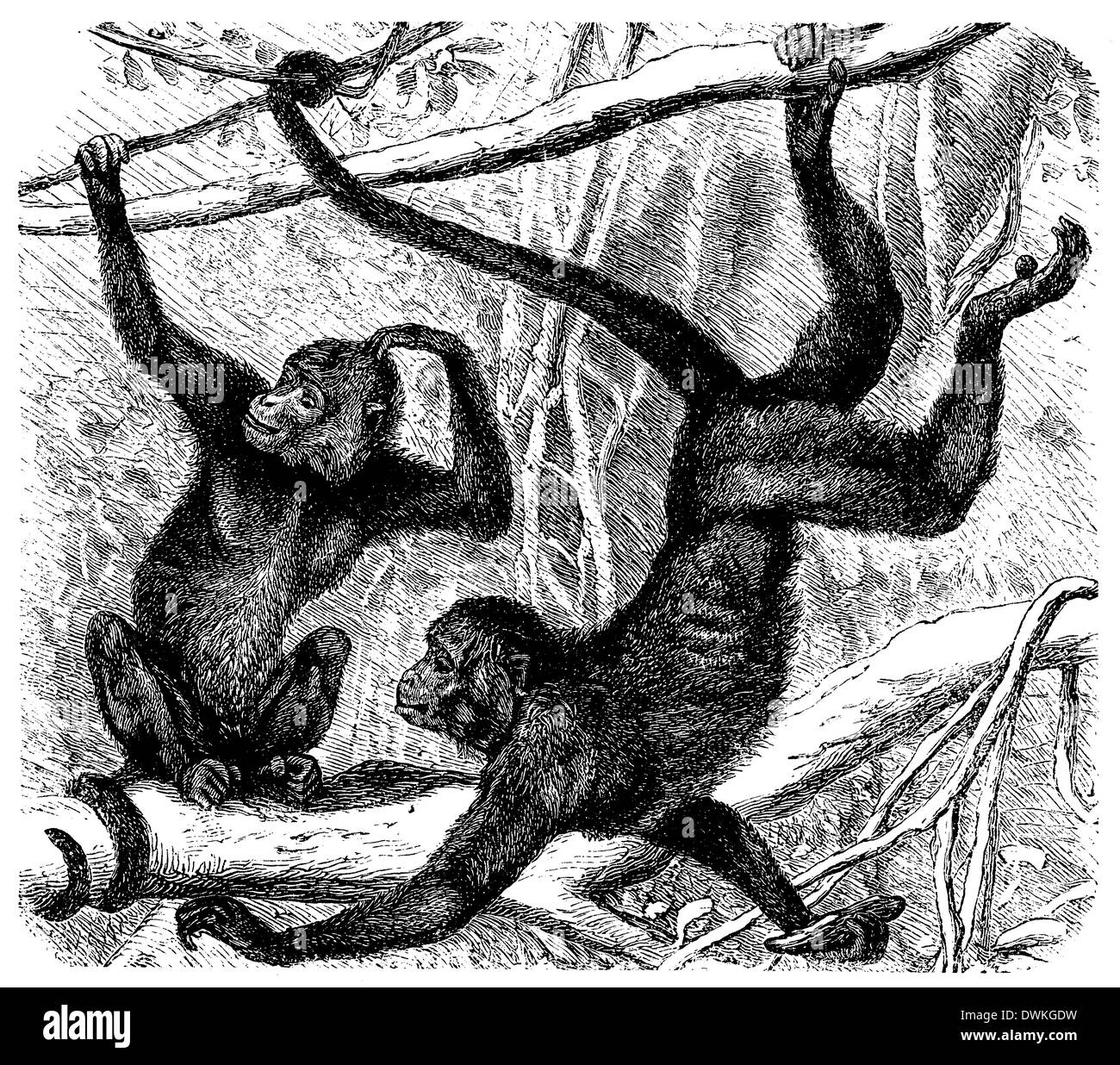 Klammeraffe High Resolution Stock Photography and Images - Alamy