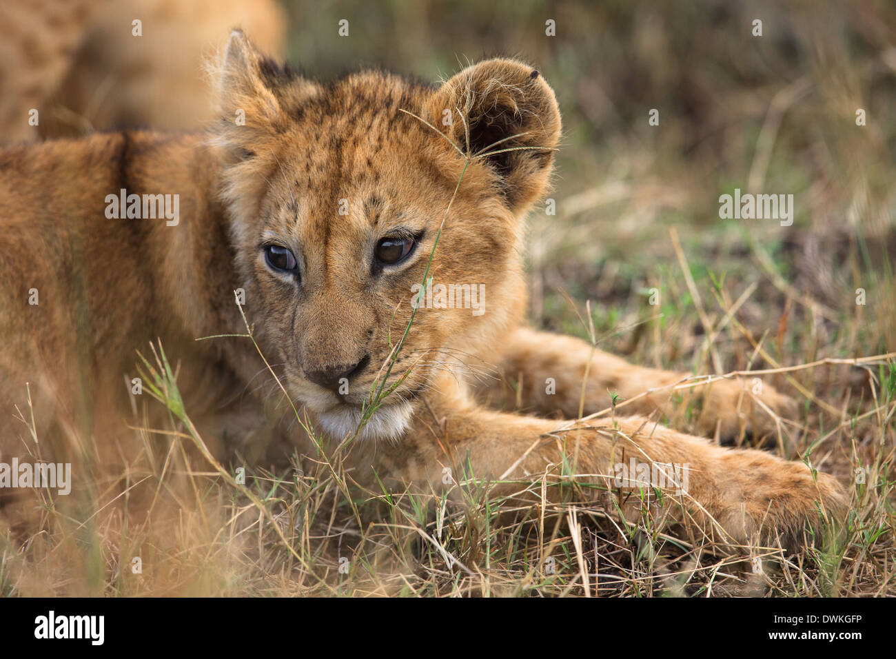 Portrait lion cub in hi-res stock photography and images - Alamy