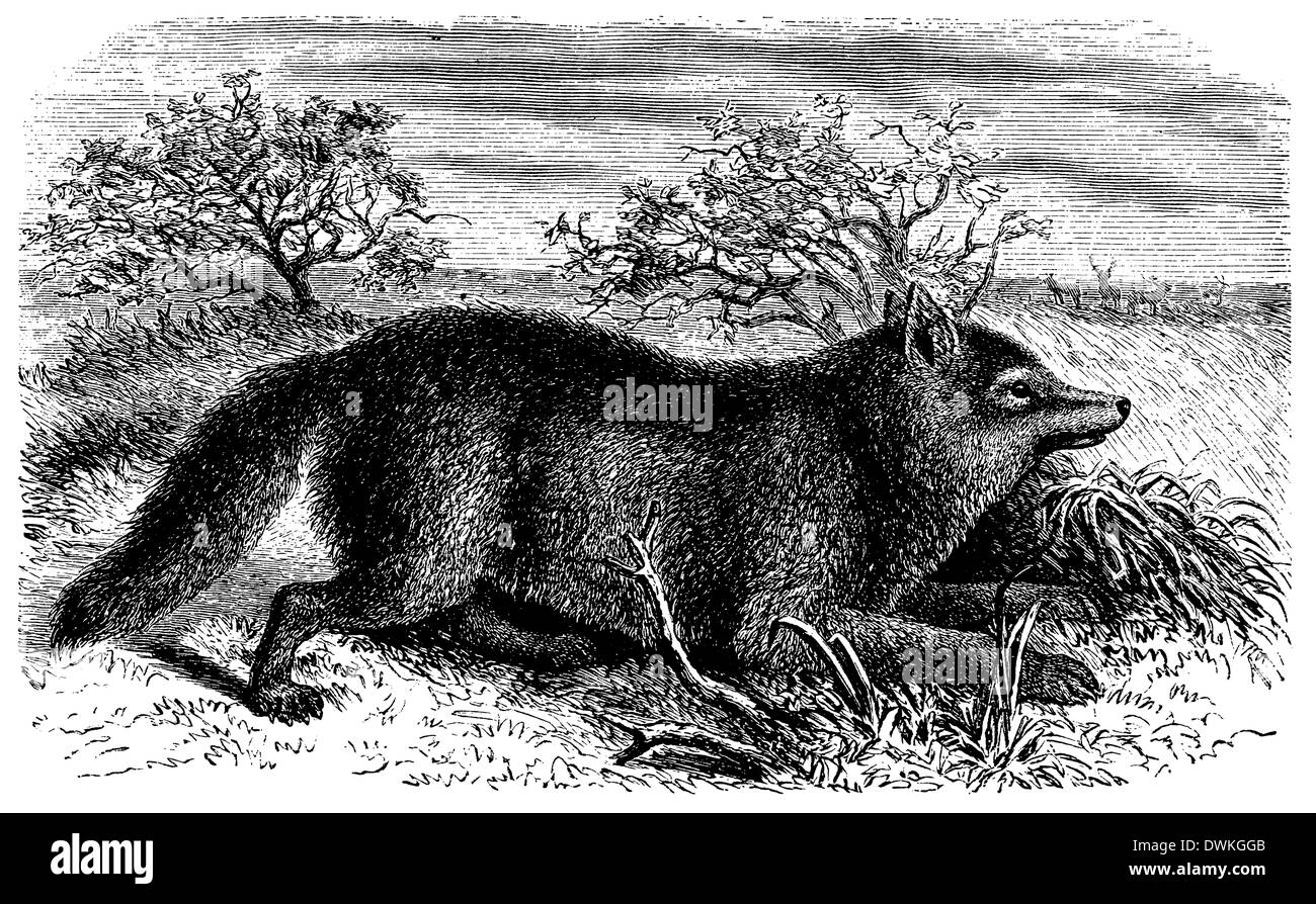 Coyote drawing hi-res stock photography and images - Alamy