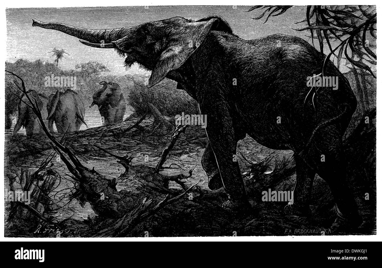 Elephas africanus hi-res stock photography and images - Alamy