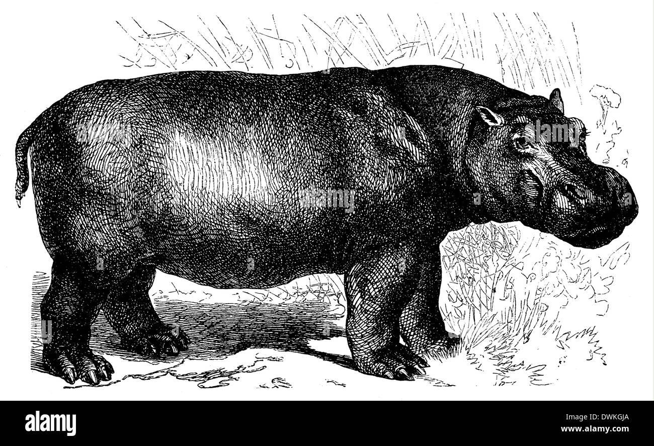 Hippopotamus Skull High Resolution Stock Photography and Images - Alamy