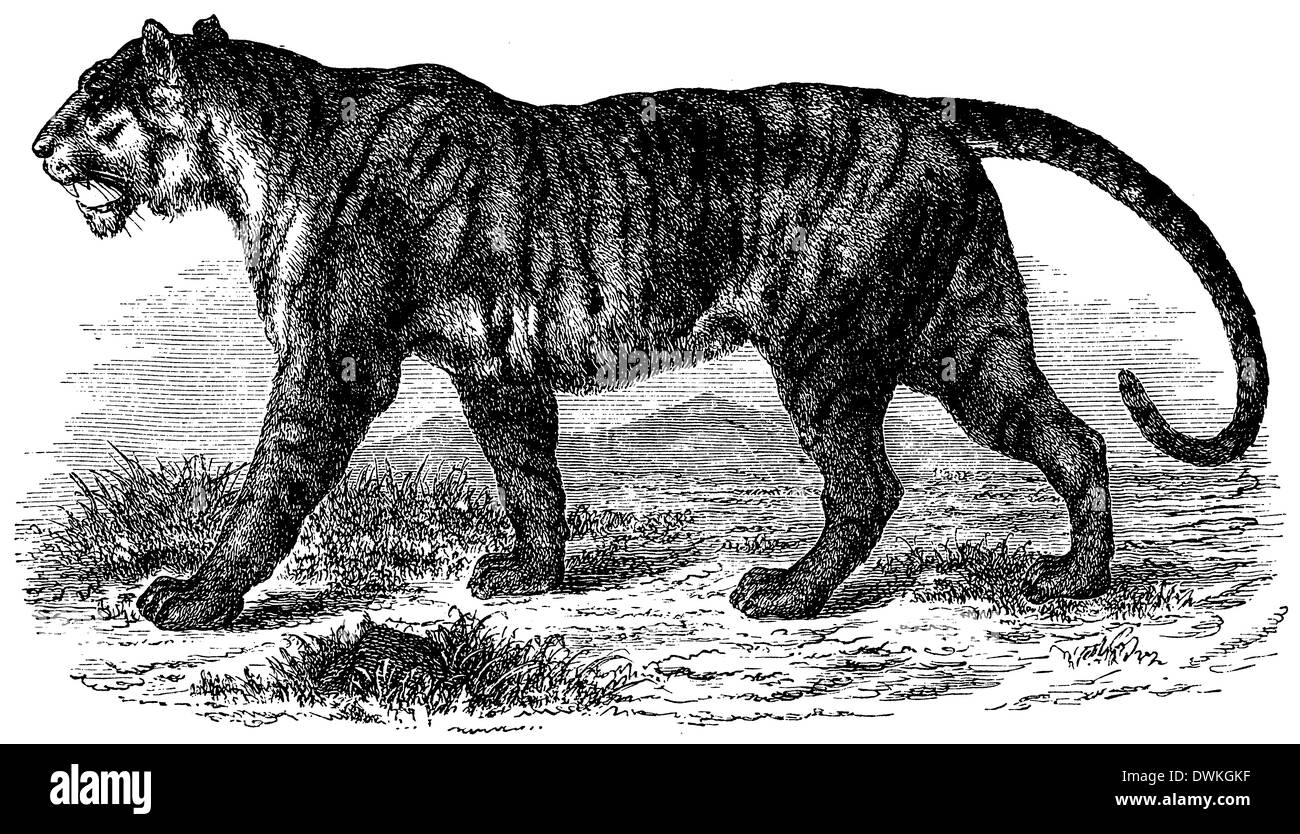 Tiger engraving hi-res stock photography and images - Alamy