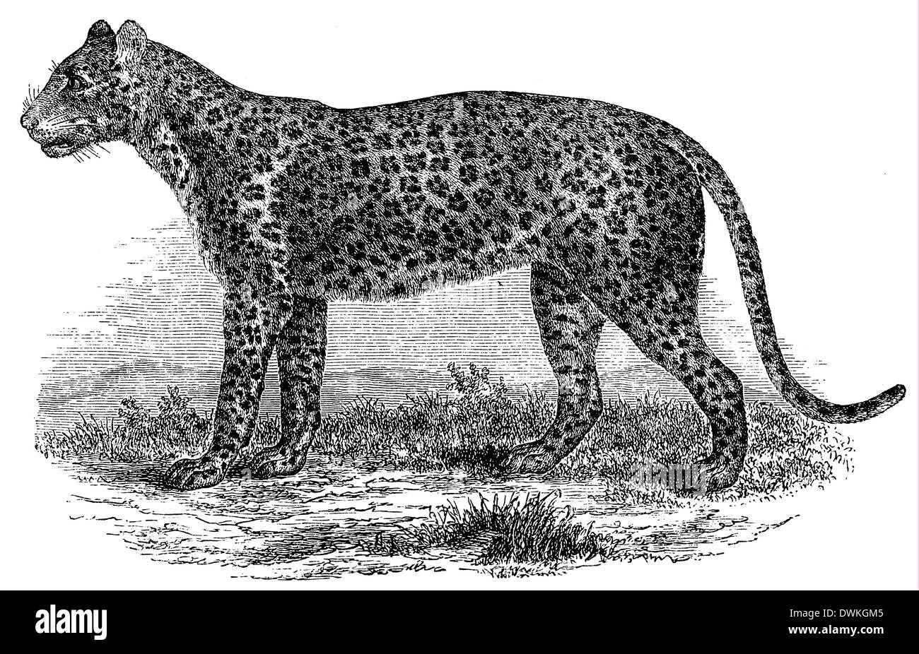 Old leopard Black and White Stock Photos & Images - Alamy