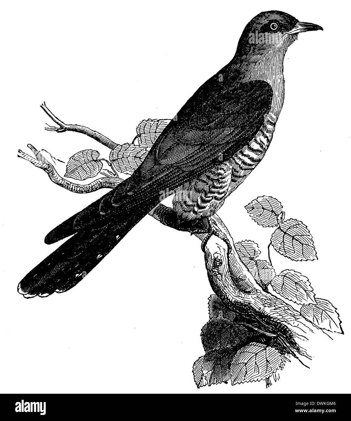 Cuckoo bird Black and White Stock Photos & Images - Alamy