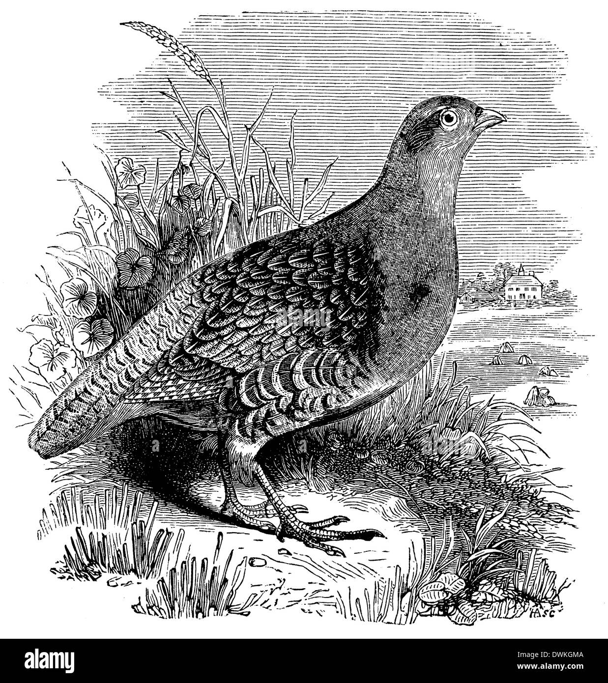 Black partridge Black and White Stock Photos & Images - Alamy