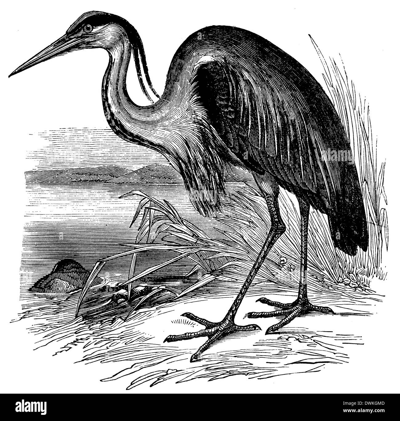Heron drawing hi-res stock photography and images - Alamy