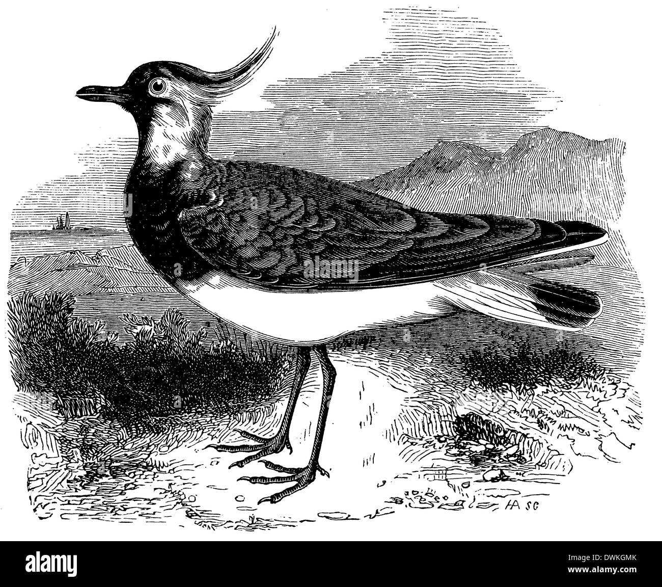 Lapwing illustration hi-res stock photography and images - Alamy