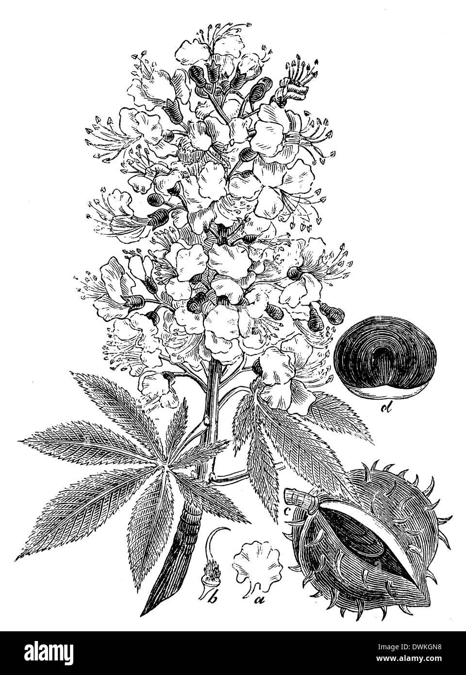 Buckeye horse chestnut aesculus Cut Out Stock Images & Pictures - Alamy