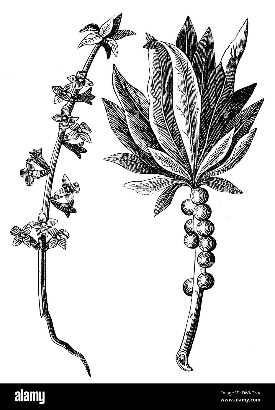 Daphne plant Cut Out Stock Images & Pictures - Alamy