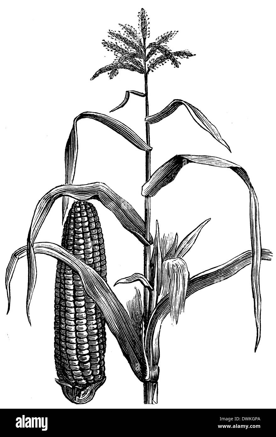Corn plant drawing hi-res stock photography and images - Alamy