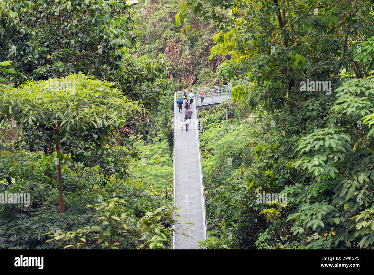 Canopy walk, Southern Ridges, Singapore, Southeast Asia, Asia Stock ...